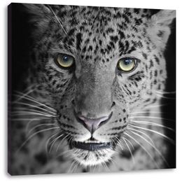 Pixxprint Leinwandbild wunderschöner stolzer Leopard