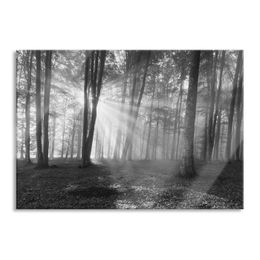 Pixxprint Glasbild Wald mit Sonnenstrahlen