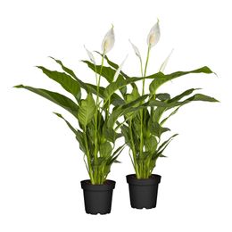 Einblatt - Spathiphyllum floribundum, Höhe 70-80 cm, Ø17 cm, 2er Set