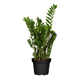 Glücksfeder - Zamioculcas Zamiifolia, Höhe 60-80 cm, Ø21 cm Topf, 1 Pflanze