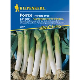 Porree Blaugrüner Herbst / Lancelot - Gemüsesamen - Kiepenkerl