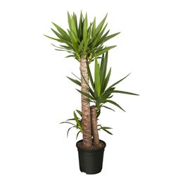 Riesen-Palmlilie - Yucca elephantipes, Höhe 80-90 cm, Ø17cm, 1 Pflanze