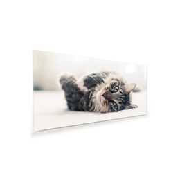 Primedeco Glasbild Wandbild Katze auf Bett mit Aufhängung
