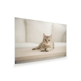 Primedeco Glasbild Wandbild Katze liegend mit Aufhängung