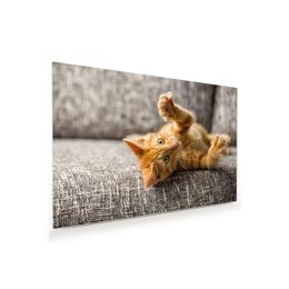 Primedeco Glasbild Wandbild Katze spielt auf Bett mit Aufhängung
