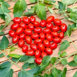 Gärtner Pötschke Tomatensamen Mini Cherry F1