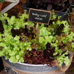 Gärtner Pötschke Samenmischung Pflücksalat Baby-Leaf