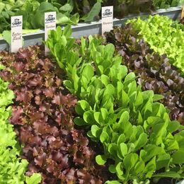 Gärtner Pötschke Saatplatten-Set Salatvielfalt, Hochbeet - und Balkonsalate