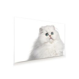 Primedeco Glasbild Wandbild Weisse Katze mit Aufhängung