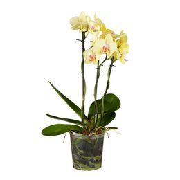 Orchidee - Phalaenopsis mit 3 Trieben, Höhe 40-50 cm, Ø12 cm Topf, 1 Pflanze