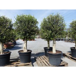 winterharter XL Olivenbaum Premiumqualität 45 Jahre, dicke Stämme, winterhart