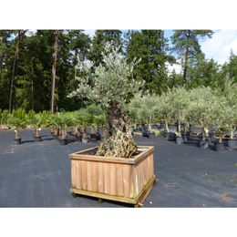 Olivenbaum OL1 Olive 210 cm hoch, Olea Europaea im Kiefernholzkübel alt urig knorrig winterhart
