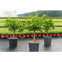 Calamondin Stamm Busch Orange Citrus Mitis 70 - 80 cm Orangenbaum Calamondino Kalamansi