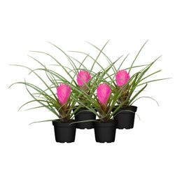 Tillandsie - Tillandsia cyanea Pink 1 Blüte, Höhe 20-25 cm, Ø9 cm Topf, 4er Set