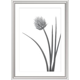 SONSTIGE Bilderrahmen ELEGANCE silber (BH 76x56 cm)