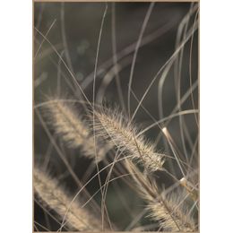 SONSTIGE Posterboard MELLOW GRASSES 2 (BH 50x70 cm)