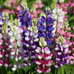 Gärtner Pötschke Sommer-Lupinensamen Avalune-Mischung