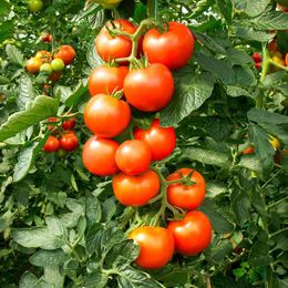 Gärtner Pötschke Tomatensamen Fantasio F1