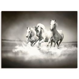 Artland Leinwandbild Herde von weißen Pferden, Haustiere (1 St), auf Keilrahmen gespannt, schwarz