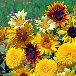 Gärtner Pötschke Sonnenblumensamen Azteca-Mischung