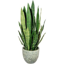 Künstliche Zimmerpflanze Sanseveria Sukkulente, Creativ green, Höhe 80 cm, grün