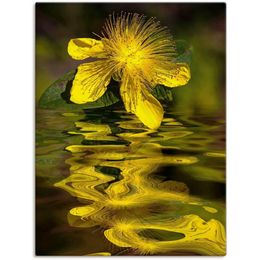 Artland Leinwandbild Wasserblüte - Johanniskraut, Spa Bilder (1 St), auf Keilrahmen gespannt, gelb