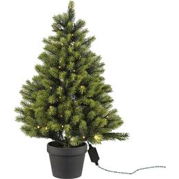 Tannenbaum im Topf mit LEDs - kaiserkraft