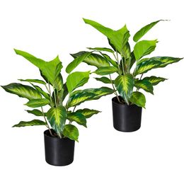 Dieffenbachia - kaiserkraft