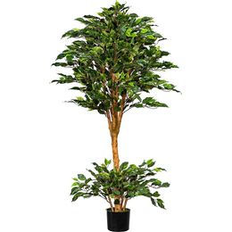 Ficus benjamina - kaiserkraft