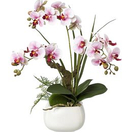 Phalaenopsis, real touch - kaiserkraft