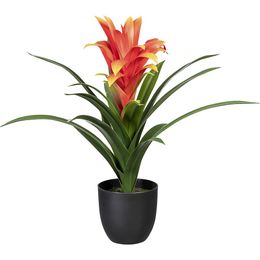 Bromelie Guzmania - kaiserkraft