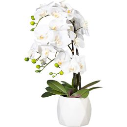 Orchidee Phalaenopsis, real touch - kaiserkraft