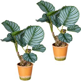 Calatheapflanze - kaiserkraft