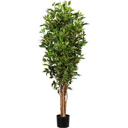 Ficus benjamina - kaiserkraft