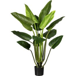 Philodendron - kaiserkraft