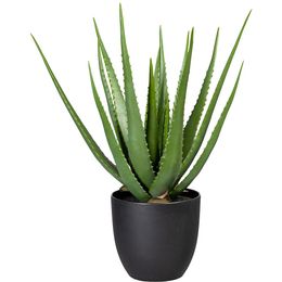 Aloe grün - kaiserkraft