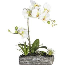 Phalaenopsis-Arrangement in Polyresinschale - kaiserkraft
