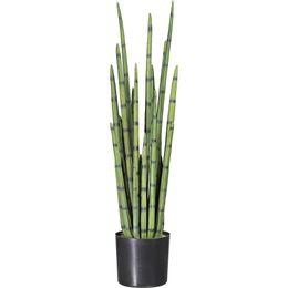 Sansevieria cylindrica - kaiserkraft