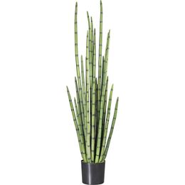 Sansevieria cylindrica - kaiserkraft