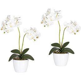 Phalaenopsis im weißen Keramiktopf - kaiserkraft