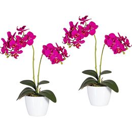 Phalaenopsis im weißen Keramiktopf - kaiserkraft