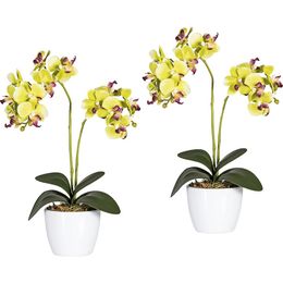 Phalaenopsis im weißen Keramiktopf - kaiserkraft