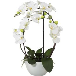 Phalaenopsis - kaiserkraft