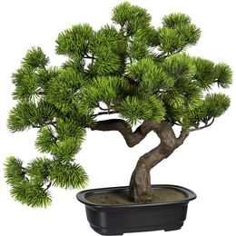 Bonsai Kiefer, in Kunststoffschale, Höhe 400 mm, Schale 220 x 150 x 60 mm kaiserkraft