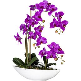 Phalaenopsis - kaiserkraft