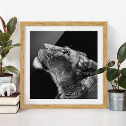 MICASIA - Bild mit Rahmen - Portrait einer Löwin Größe HxB: 20cm x 20cm, Rahmen: Eiche
