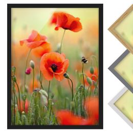 Bilderwelten Bild mit Rahmen Roter Sommermohn - gerahmte Wandbilder Print Blumen Floral Wohnzimmer Schlafzimmer Bad Badezimmer K&uuml;che Flur Esszimmer Gr&uuml;n