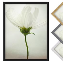 Bilderwelten Bild mit Rahmen Wei&szlig;e Cosmea - gerahmte Wandbilder Print Blumen Floral Wohnzimmer Schlafzimmer Bad Badezimmer K&uuml;che Flur Esszimmer Wei&szlig;