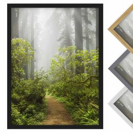 Bilderwelten Bild mit Rahmen Nebliger Waldpfad - gerahmte Wandbilder Print Wald B&auml;ume Natur Wohnzimmer Schlafzimmer Bad Badezimmer K&uuml;che Flur Esszimmer Gr&uuml;n