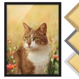 Bild mit Rahmen Katze im Mohnfeld - gerahmte Wandbilder Print Blumen Floral Tiere Wohnzimmer Schlafzimmer Bad Badezimmer K&uuml;che Flur Esszimmer